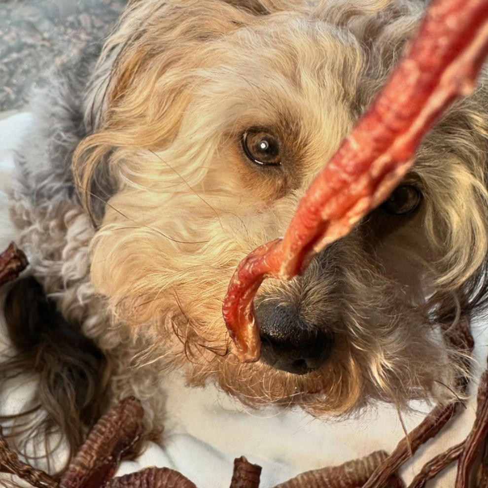 Goat Pizzle – Sunnies Snackos!